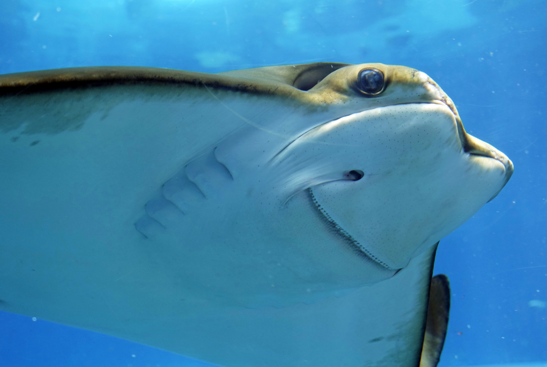 SeaQuest Woodbridge Coupon Code | Green Vacation Deals