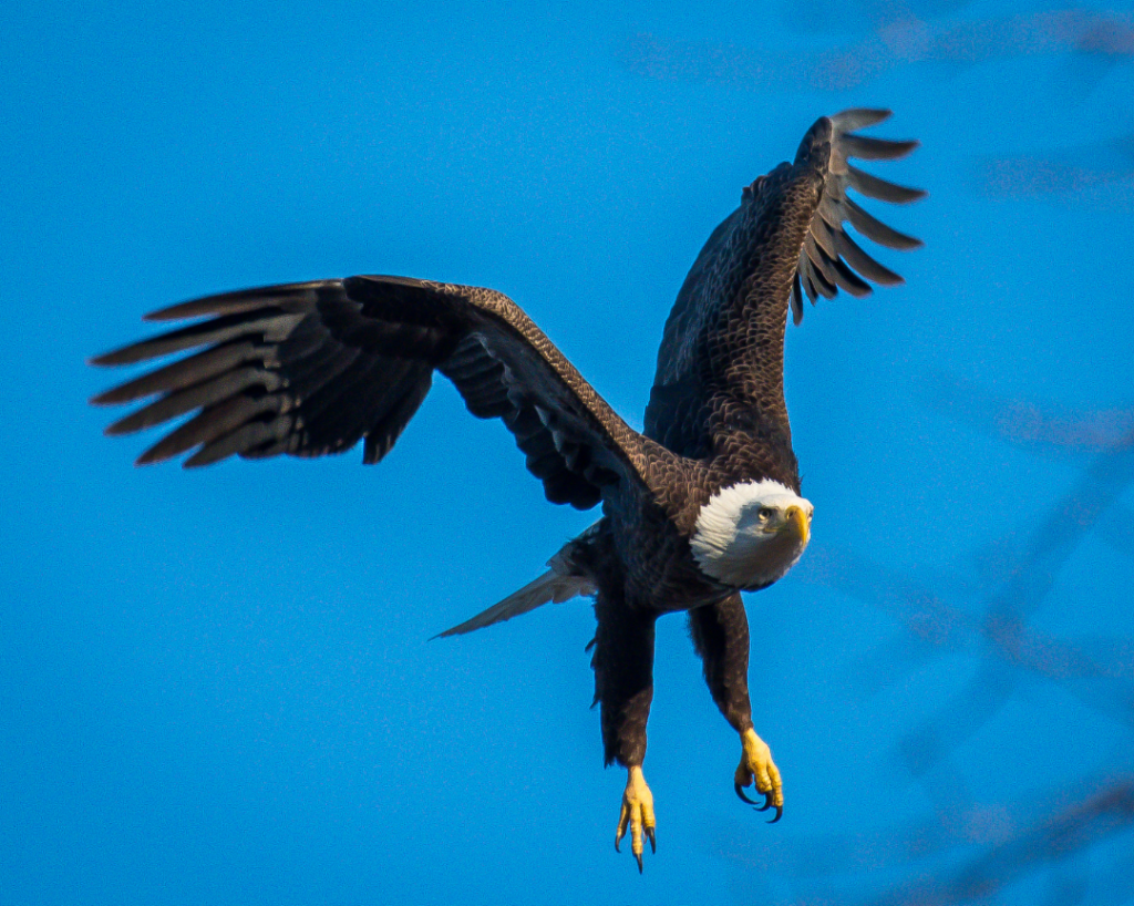 Potomac Eagle Scenic Railroad Promo Code | Green Vacation Deals