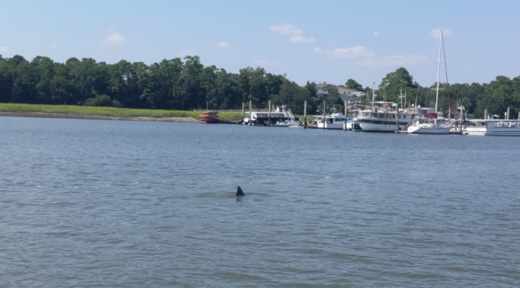 Dolphin and Nature Tour Hilton Head Review | Green Vacation Deals