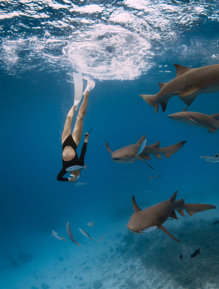 Check One Off The Bucket List - Swim With Sharks In Hawaii with Discount Ticket | Green Vacation ...
